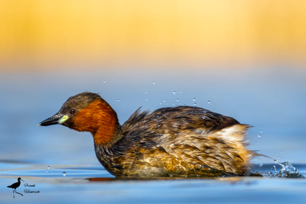Little Grebe Duck Splashing in Blue Water | nature photo by Frank ...