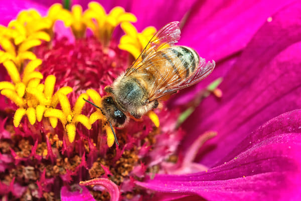 Western Honey Bee (Apis mellifera) by Robert Kramer | 500px