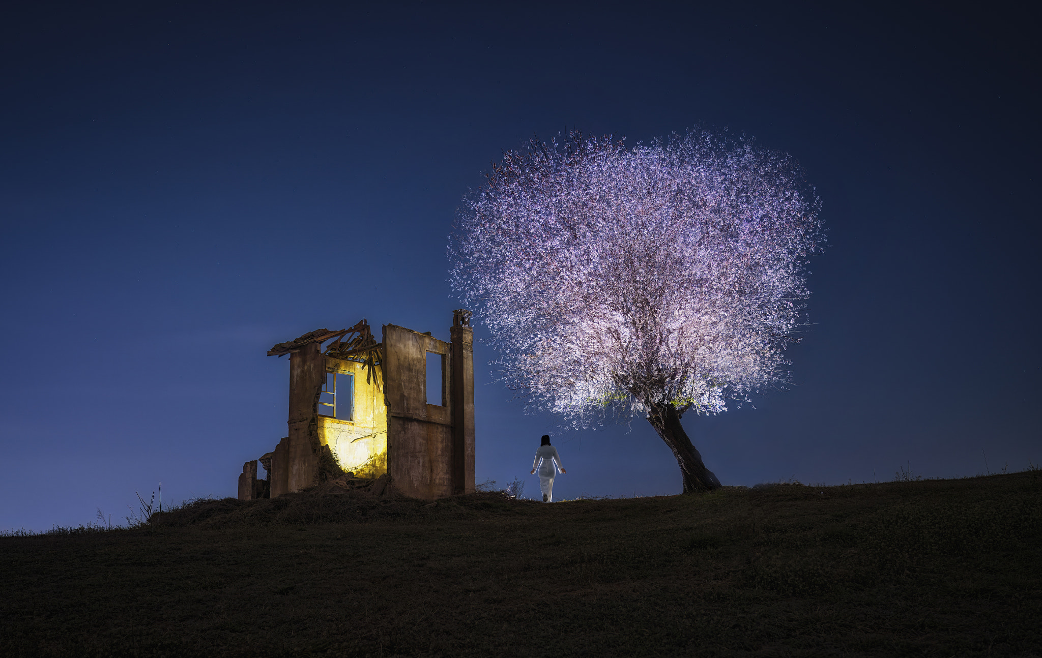 A spring day when apricot flowers bloom by Tiger Seo | 500px