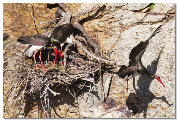 Two's company three's a crowd by Terry and Jan Farrow | 500px