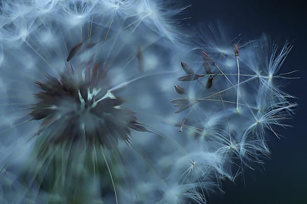 Dandelion fluff is blowing in the wind by Aki | 500px