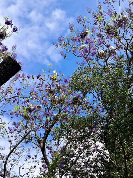HERONS NESTING by Jorge Dorantes Gonzalez | 500px