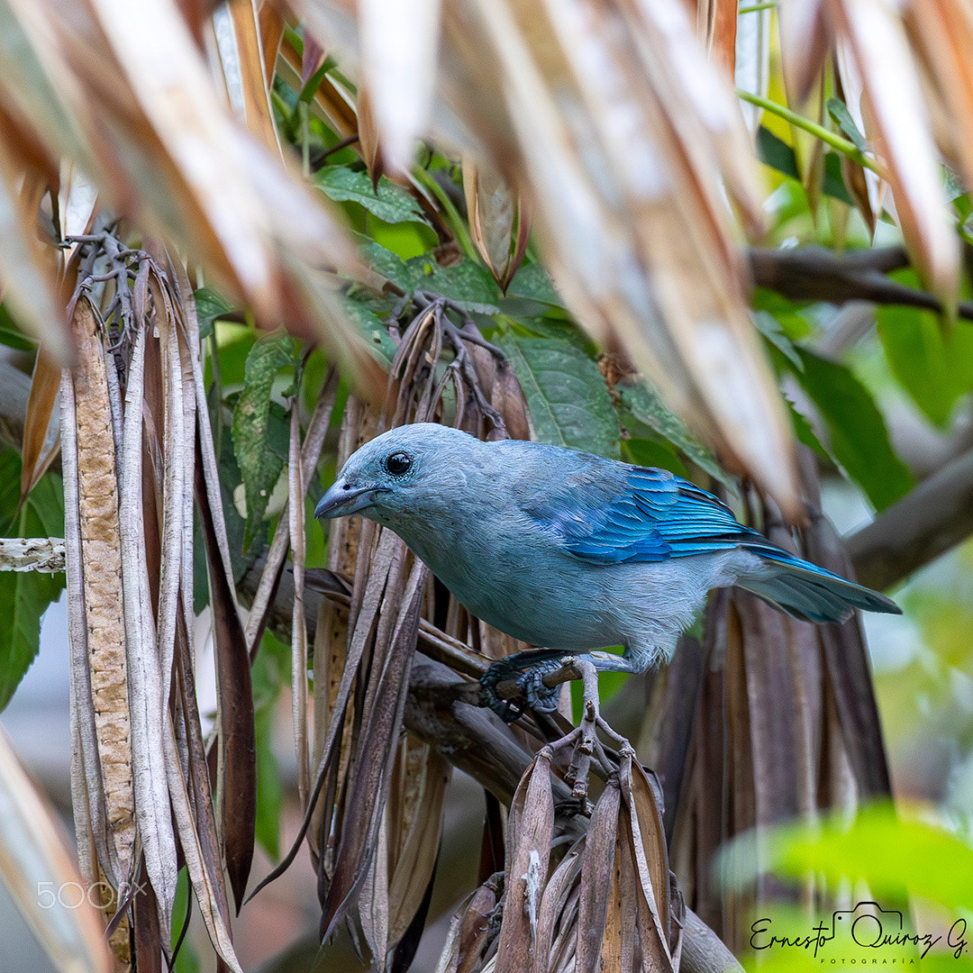 Blue-gray Tanager by Ernesto Quiroz G | 500px