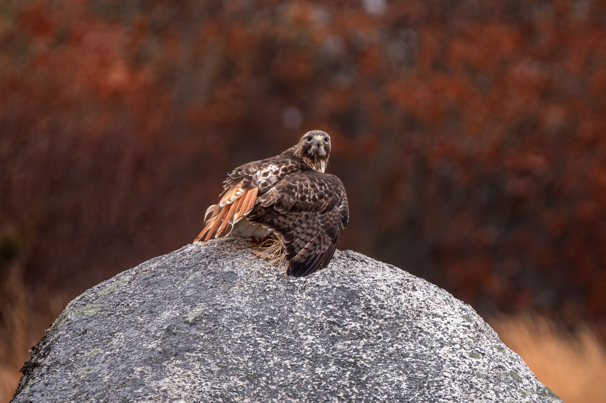 Red-tailed Hawk by Mike Hollenbeck | 500px