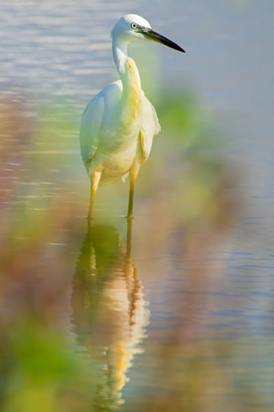 Aigrette by Christian DESBORDES | 500px