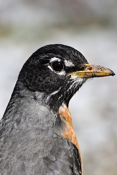 Gangster Robin After Defoliating Our Victory Garden by Jim McWilliams ...