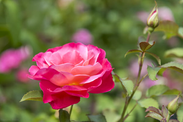 Une rose rouge au Festival international des jardins by Frédéric Protat ...