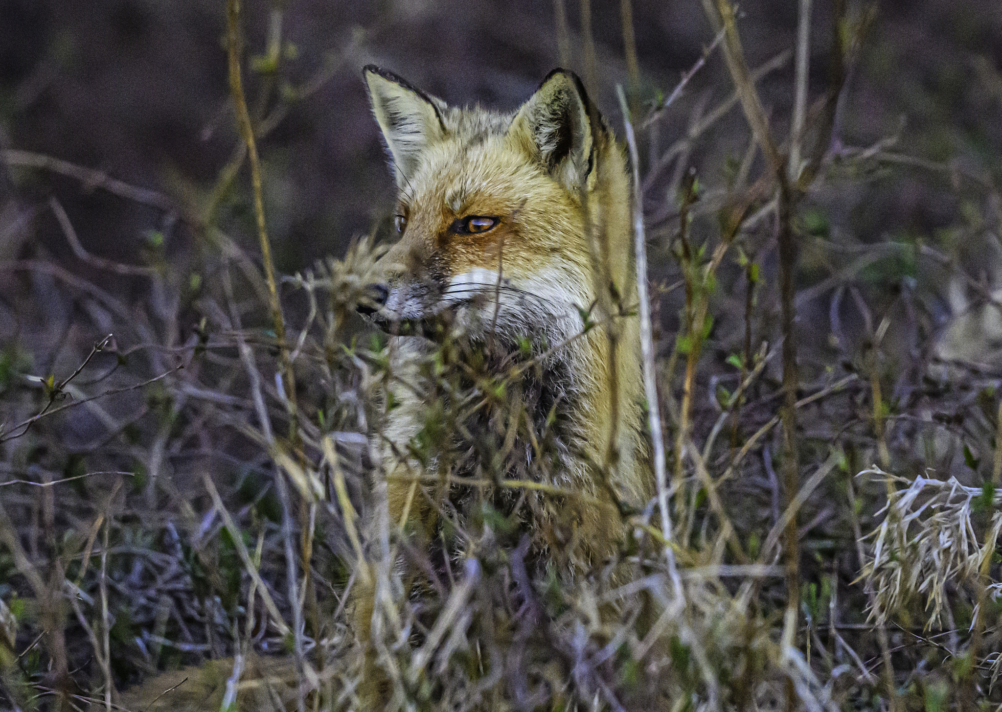 Red Fox by John Martyny | 500px
