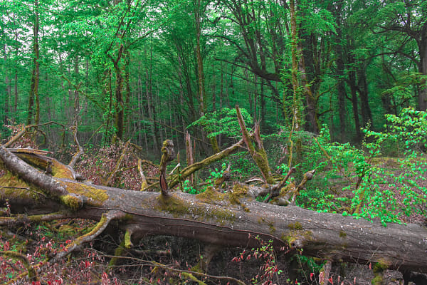 Trees growing in forest by vahid shojaei | 500px
