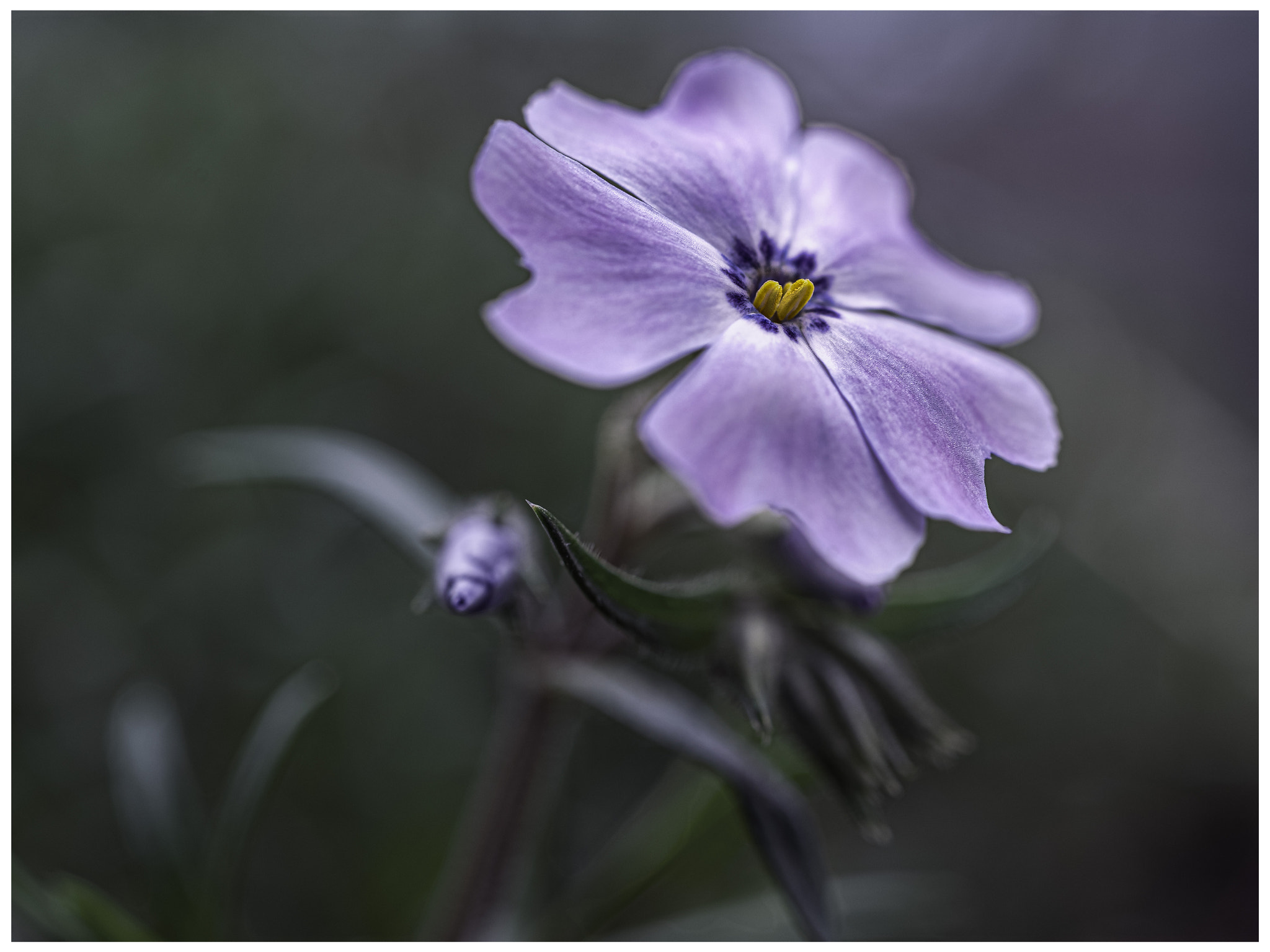 Delicate Purple Flower with Green Stem | nature photo by Güny B. | 500px