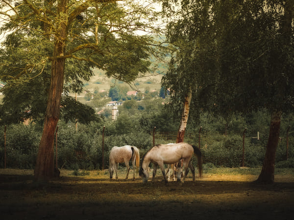 Gossip girls by Henrik Ladegaard-Pedersen | 500px
