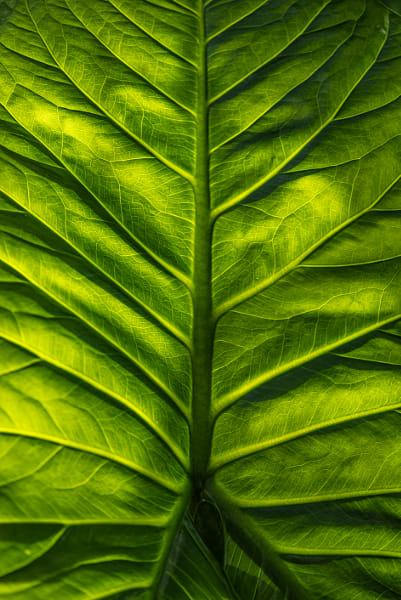 Gossip girls by Henrik Ladegaard-Pedersen | 500px