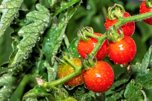 Close-up of wet tomatoes growing on plant by Robert Kramer | 500px