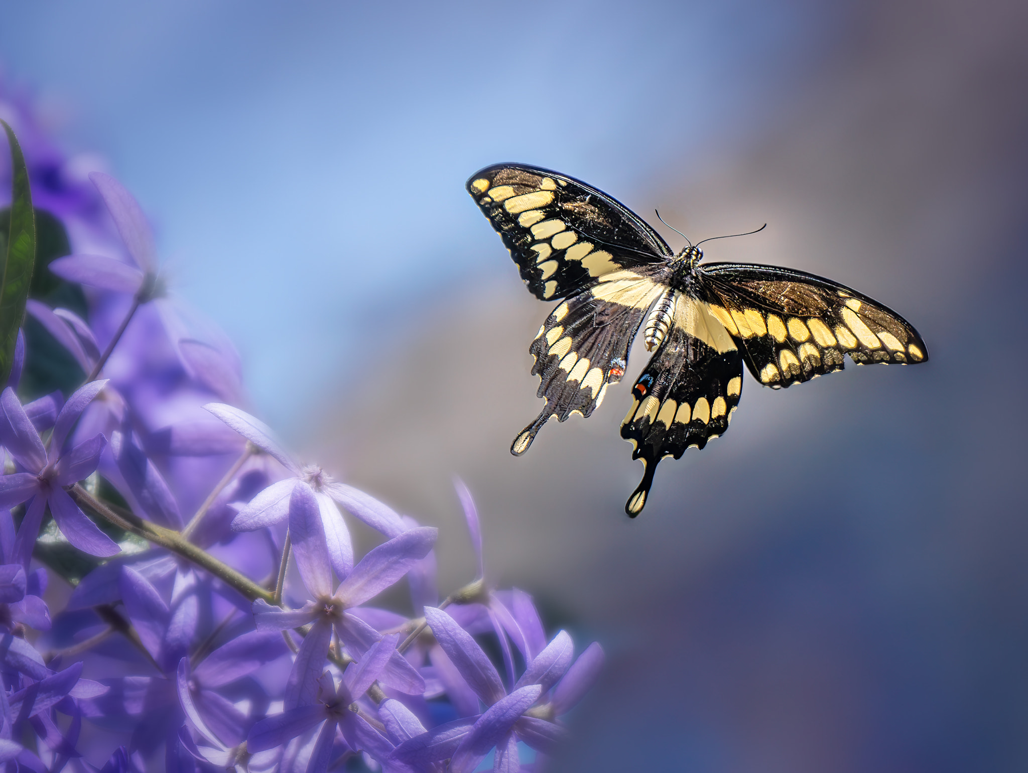 Delicate by Maureen Mackenzie Award winning Photographer | 500px