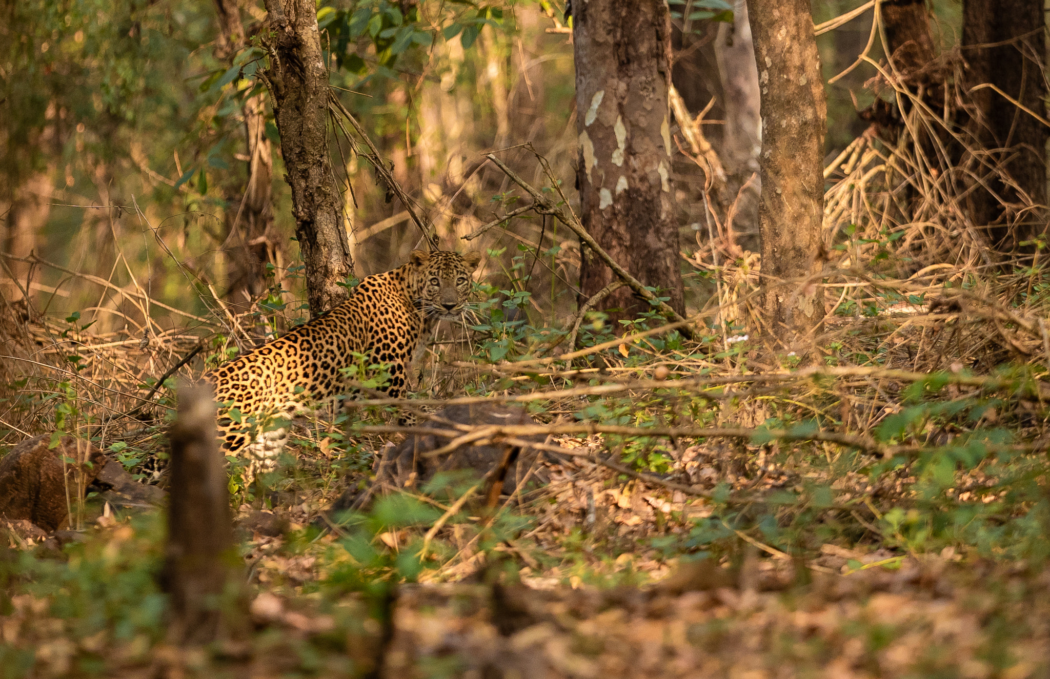 _FEMALE!!!!- leopard...._ by Raghupathi K.V. | 500px
