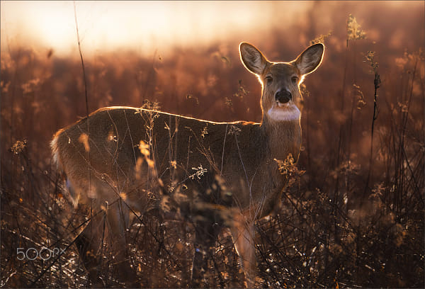 Deer In Morning Light by Chuck Rowe | 500px