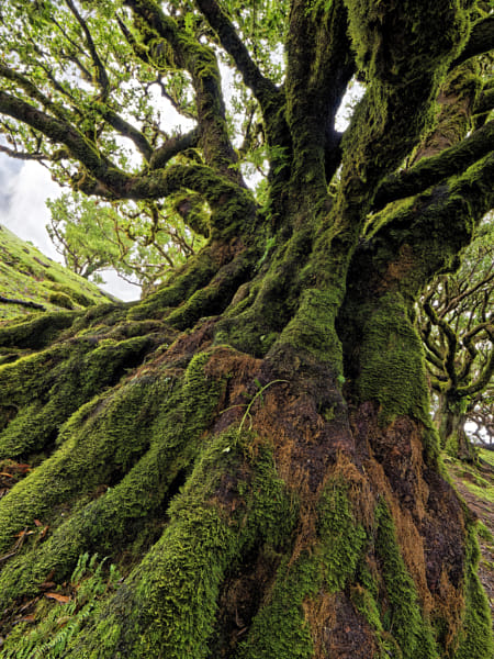 Ancient Tree Trunk Covered in Moss | nature photo by Lucie Gagnon | 500px