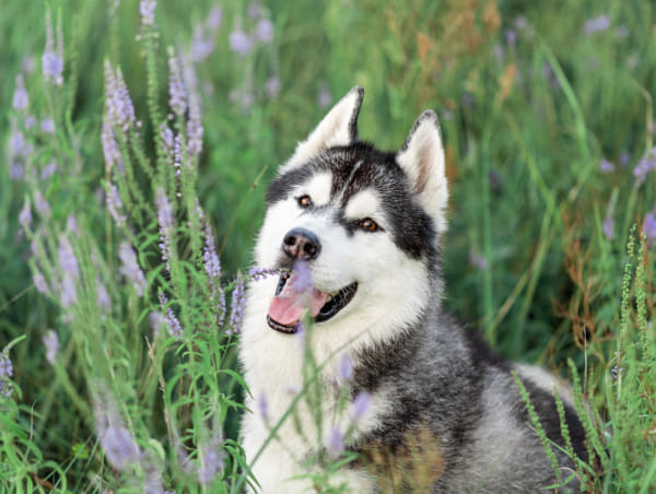 Emai Hart by Andrei Bulatov | 500px