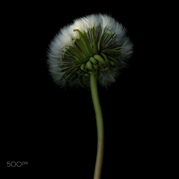 STUDIO ANTICS... DANDELIONS by Magda Indigo | 500px