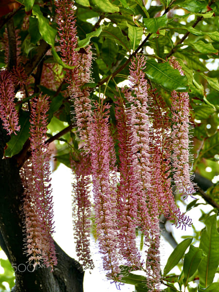 Macadamia Nut Tree in Full Bloom by DAY--Zee | 500px