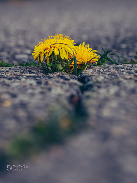 Close-up of dandelions growing in a crack on the street by PJFry | 500px