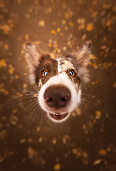 Border Collie Smile! by Alicja Zmysłowska | 500px