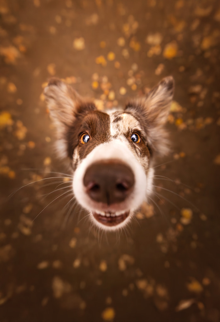 Border Collie Smile! by Alicja Zmysłowska | 500px