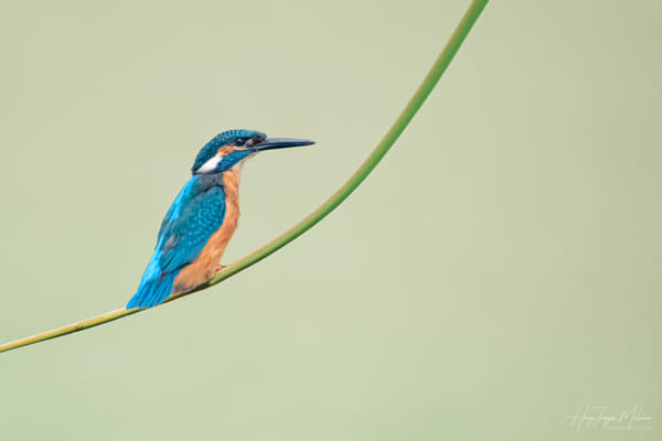 Eisvogel - Kingfisher by Hans-Jürgen Malchow | 500px
