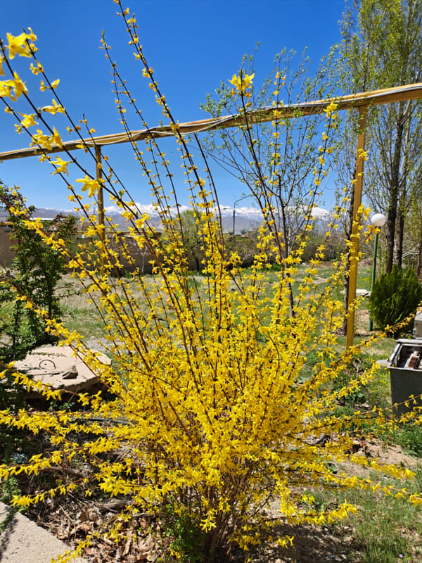 Low angle view of yellow flowering plants against sky by Mehdi Hassani ...