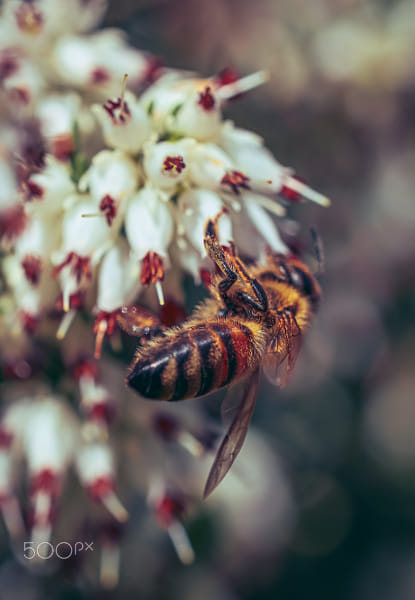 Close-up of bee pollinating on white Erica carnea flowers by PJFry | 500px
