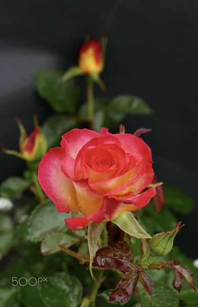Roses at Balboa Park by DAY--Zee | 500px