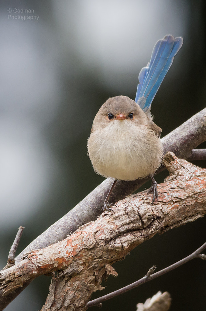 Splendid Fairy Wren Female Balingup by Peter Caddy / 500px