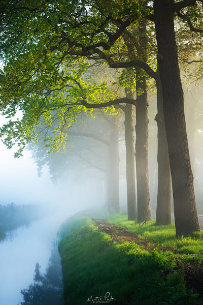 Fresh green oaks by Martin Podt | 500px