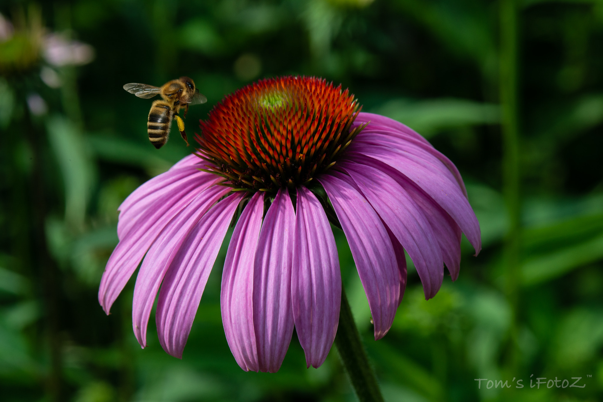 Honey Bee, Cone Flower by tom policano | 500px