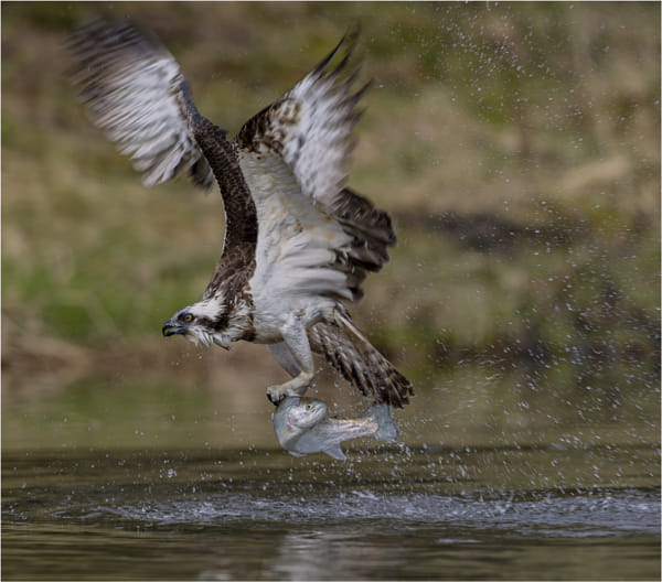 Osprey Catch by Colin McLatchie | 500px