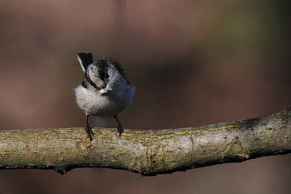 long-tailed-ti by shoji uno | 500px