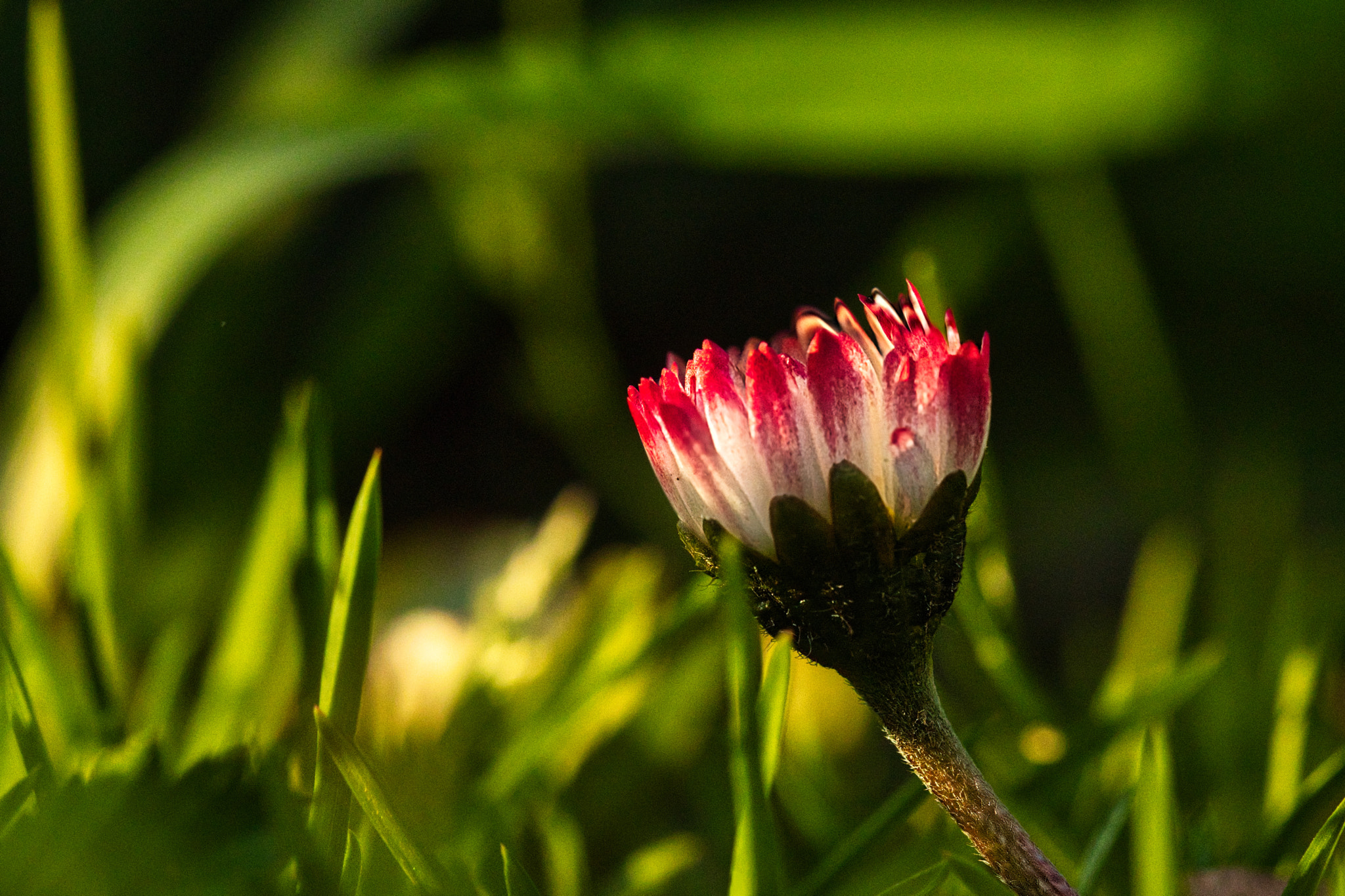 Close Up of a Daisy in Green Grass | nature photo by Henry Hensel | 500px