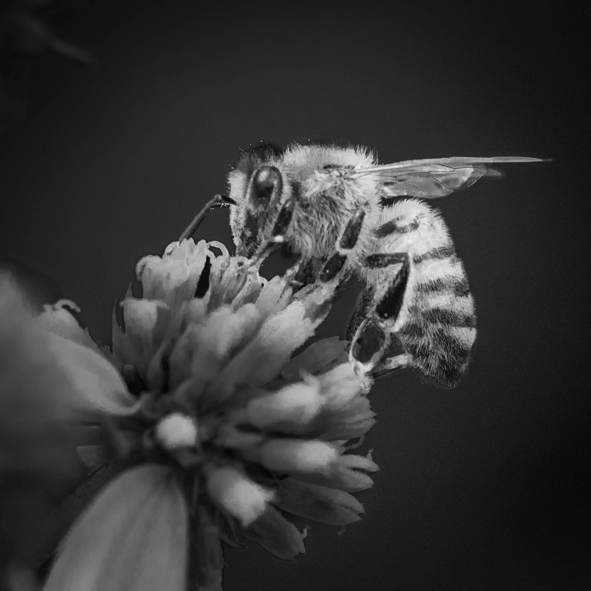 Honey Bee Collecting Pollen on a Flower | nature photo by Keith ...