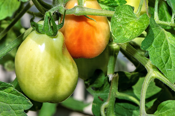 Close-up of tomatoes growing on plant by Robert Kramer | 500px