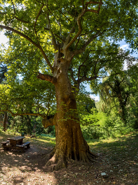 Trees in forest by Daniel Ion | 500px