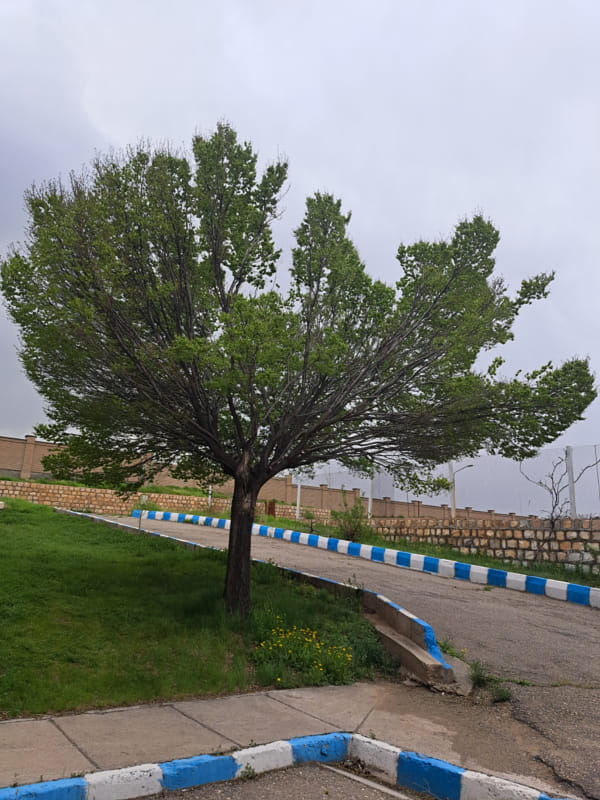 This tree in spring by Mehdi Hassani | 500px