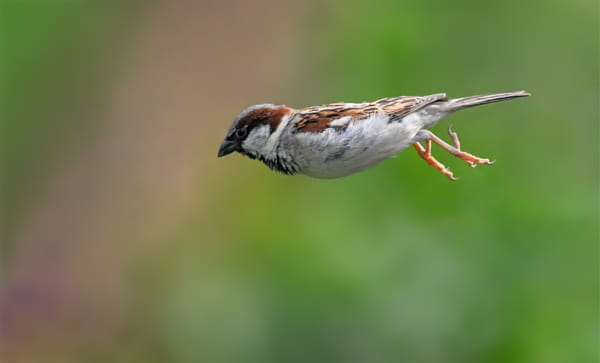 Sparrow Jump by alimirpur | 500px