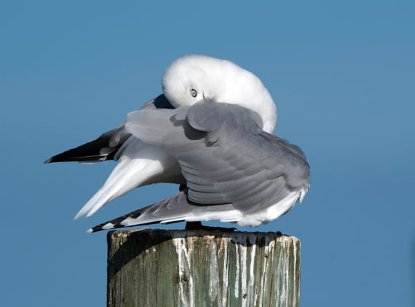 Red Billed Gull by Tom Musson | 500px