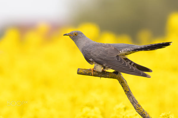The Cuckoo by Björn Reibert | 500px