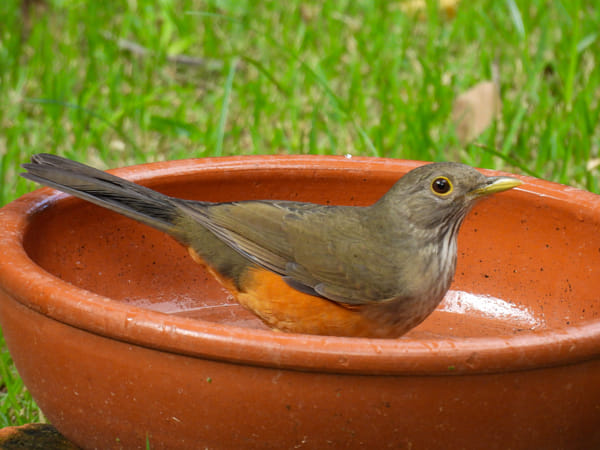 Sabiá, Brazil’s national bird by Joao Roberto Martins Filho | 500px