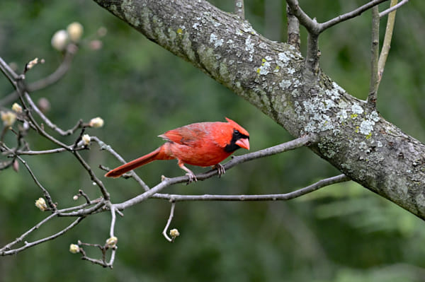 Male Cardinal by Craig Thomas Burton | 500px