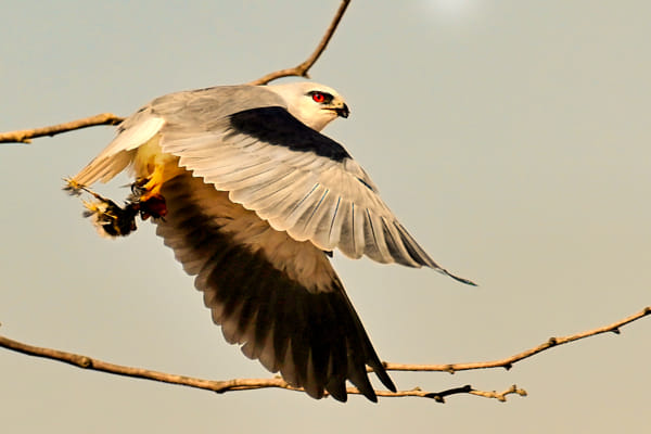 Black-winged Kite in Flight with Prey | nature photo by guy anoshi | 500px