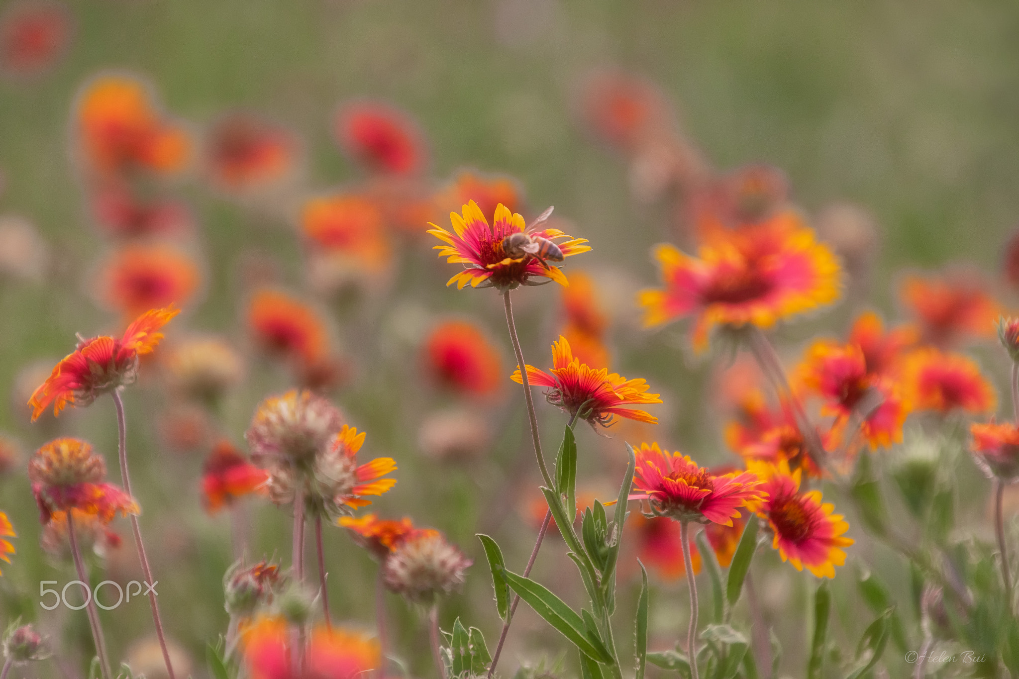 Bee Pollinating Vibrant Blanket Flowers in Field | nature photo by ...