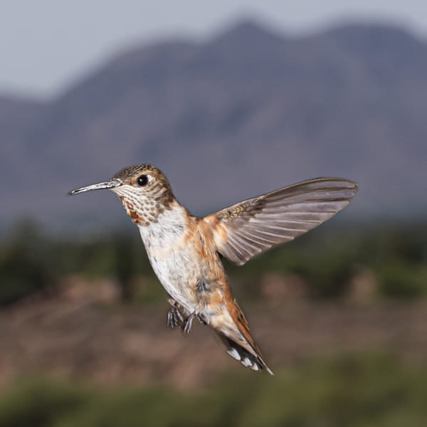 Rufous Hummingbird by David Goodell | 500px