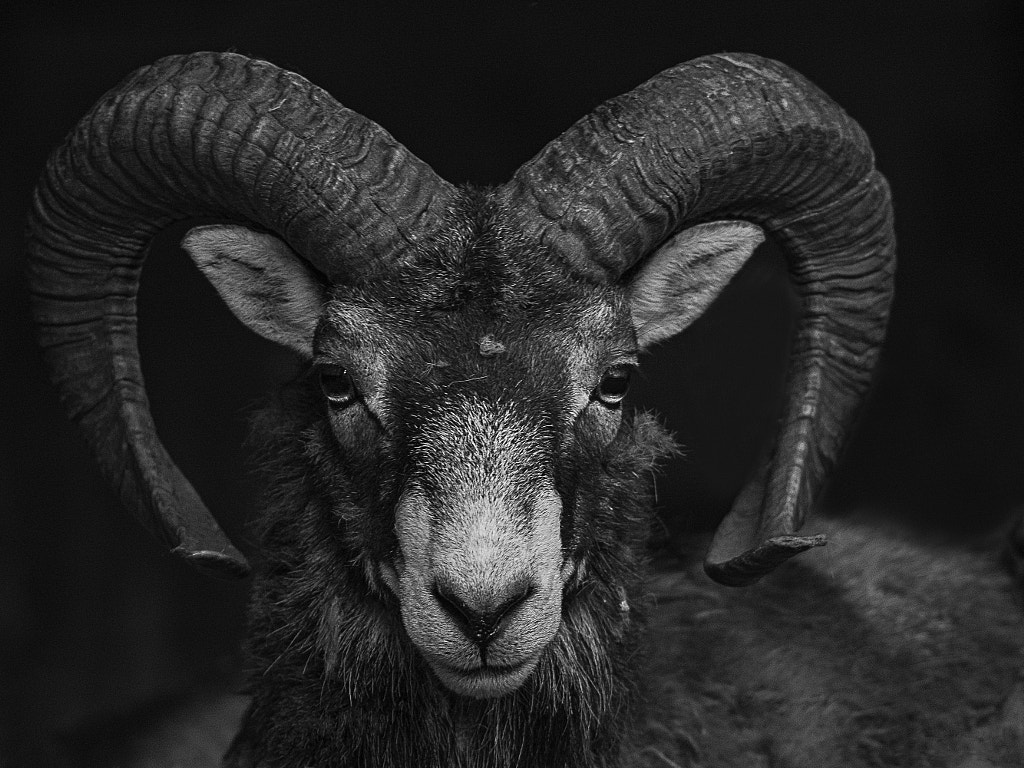 Mufflon by Georg Haaser / 500px